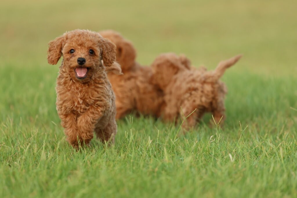Poodle Puppies | Puppy Poodle Puppies | Poodle Puppies For Sale In UAE